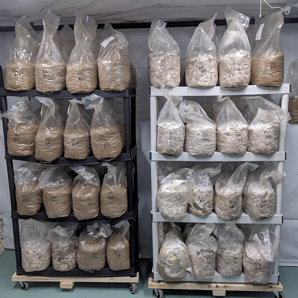 Business Is Mushrooming for St. Albans' Funj. Shrooming | Seven Days ...